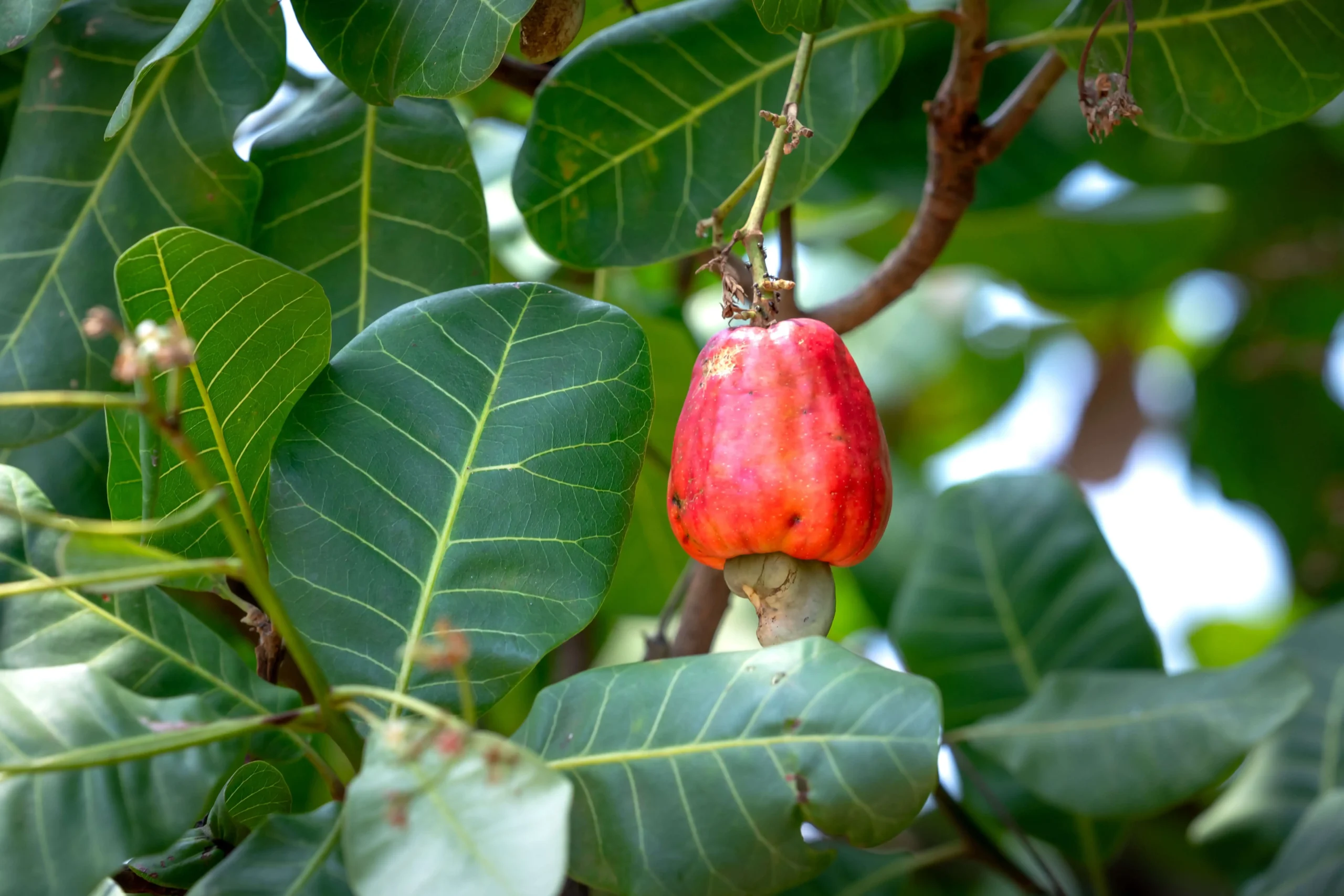 Cashew Feni Goa | Goa’s Best Alcohol